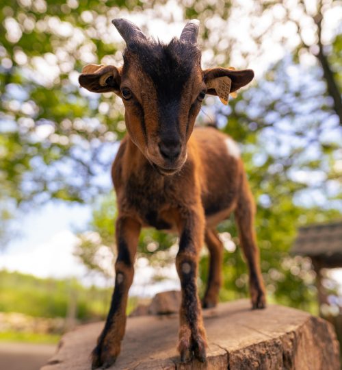 Bilete de intrare BRAMBURA PARK | Romanian-Adventures.ro